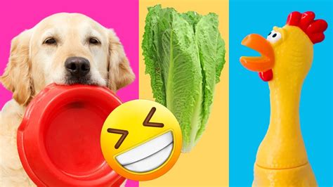 ¡reír Sin Parar 🤣momentos Chistosos De Perros Divertidos Videos
