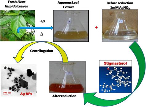 The Overall Synthetic Procedure Of The Ag Nps Download Scientific Diagram