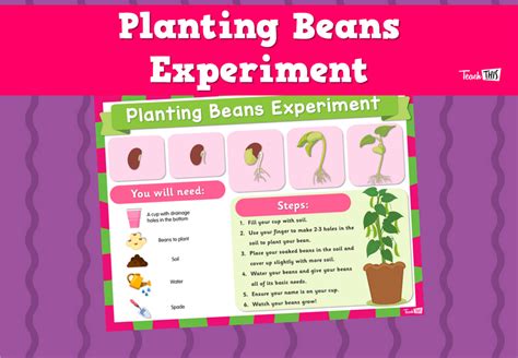Planting Beans Experiment Teacher Resources And Classroom Games Teach This
