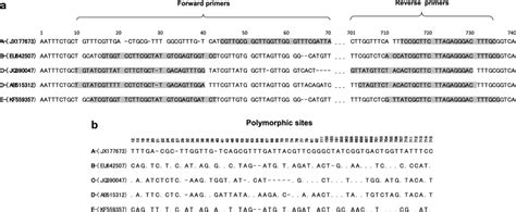 Development Of Genotype Specific Polymerase Chain Reaction Pcr Assays Download Scientific