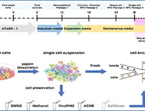 A Rapid Simple And Inexpensive Method For The Preparation Of Strand Specific Rna Seq Libraries