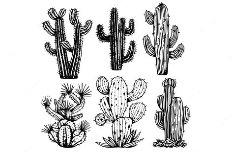 Premium Vector Set Of Cactuses Hand Drawn Ink Sketch Engraving Style