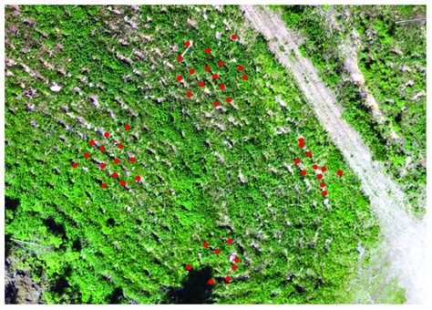 Example Of Spruce Seedling Red Dots Distribution From Four Research Download Scientific