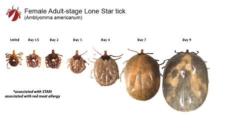 what disease does the lone star tick carry a comprehensive guide