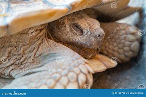 Close Up Shot Of Desert Tortoise Gopherus Agassizii And Gopherus