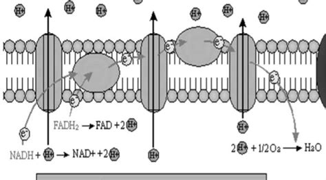 Diagram Of Bio Quiz 3 Diagram Etc Chemiosmosis Quizlet