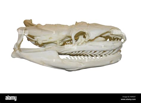 Python Skull