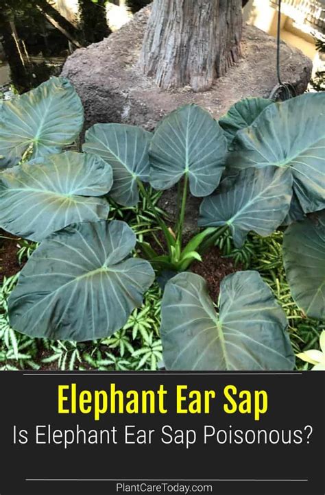 Is Elephant Ear Sap Poisonous