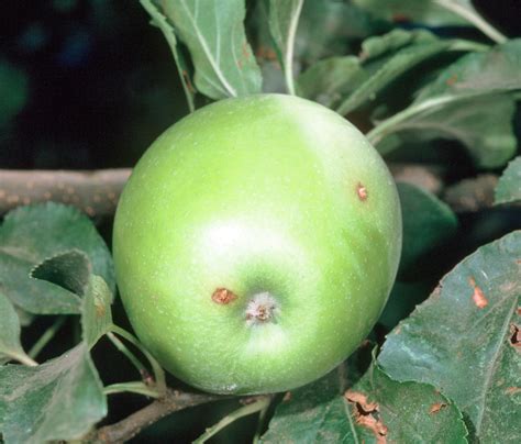 A Worm In The Apple YardSmartMarin