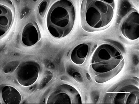 Report Fabrication And Investigation Of Porous Tin Oxide Anodes For Li