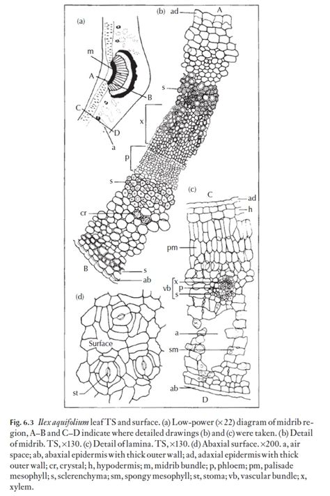 Leaf Structure Plant Anatomy