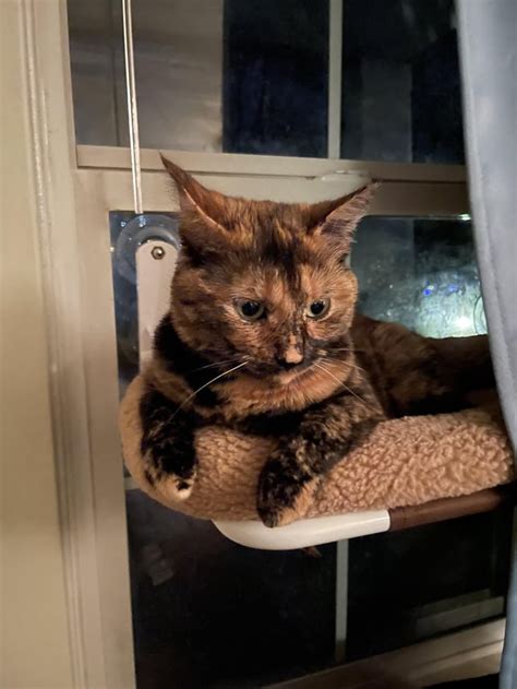 Cat Bugbug R Torties