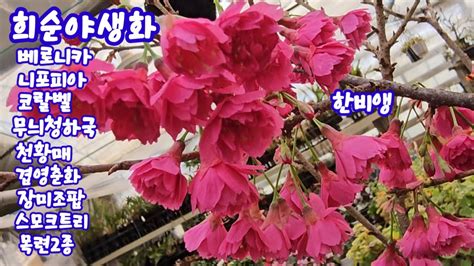 희순야생화 서양철쭉매발톱3색코랄벨접시꽃니포피아무늬청하국천황매겹영춘화장미조팝스모크트리목련한비앵벨가못알프스안개패랭이 Youtube