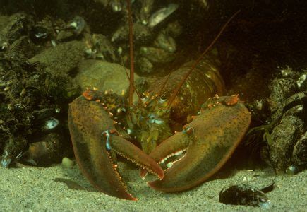 The Freaky Way Lobsters Communicate With Each Other