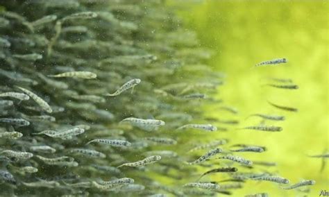 Hệ Thống Lọc Ras Giúp Nuôi Cá Trên Cạn Trong Các Bể