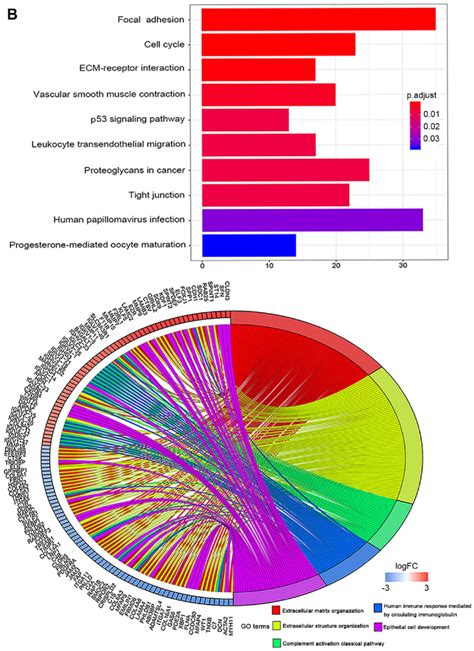 Continued Degs Between Ucec And Normal Tissues B Kegg Bar Plot And