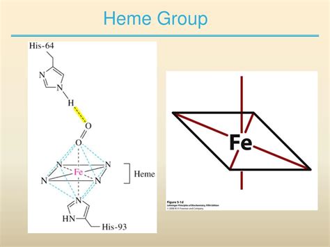 Ppt Chapter 5 1 Protein Function Reversible Binding Of Protein To A Ligand Powerpoint