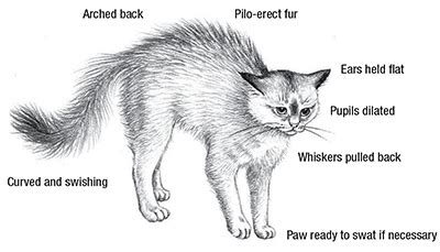 Defensive Cat