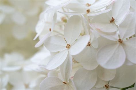 J Scent Immersion Sumo Sake And Hydrangea ~ Fragrance Reviews