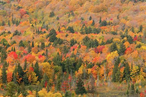 Mixed Deciduous Forest At Bruce Green Blog