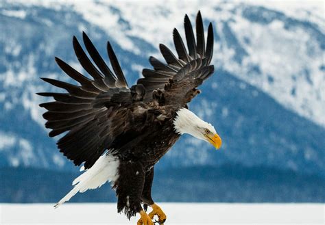 National Wildlife Week April 5 9 2026 National Today