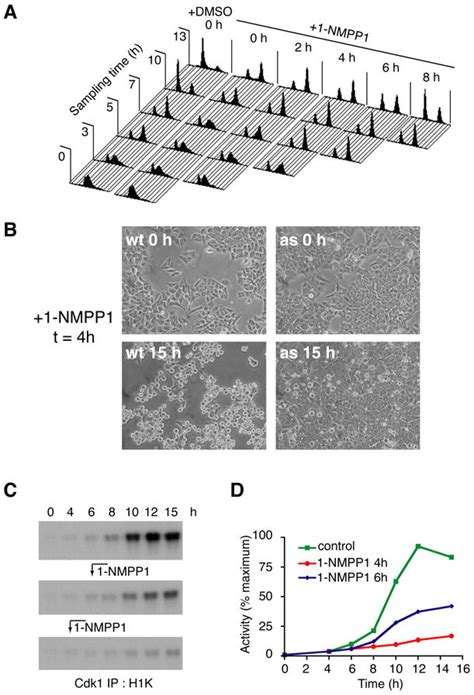 Requirements For Cdk In The Assembly Of Cdk Cyclin B And Activation Of Cdk Revealed By