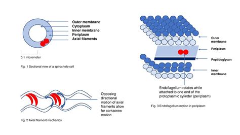 BIOL 230 Lecture Guide Axial Filaments