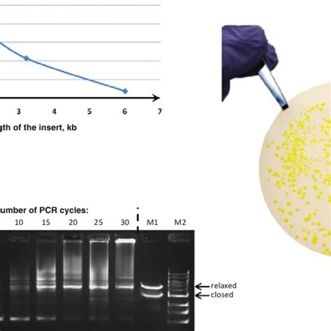 PDF Overlap Extension PCR Cloning