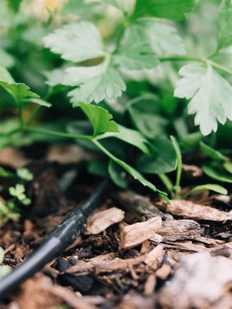 Easy Guide To Installing Drip Irrigation In Your Garden Garden Betty