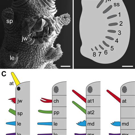 Head Composition And Homology Of Cephalic Appendages In Onychophora And