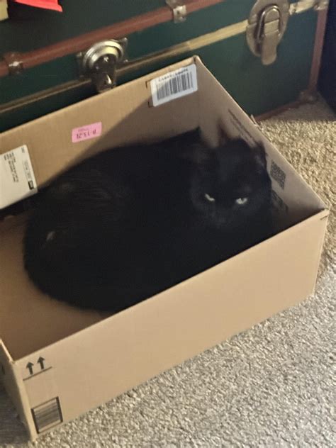 Another Void In A Box Rwhatswrongwithyourcat