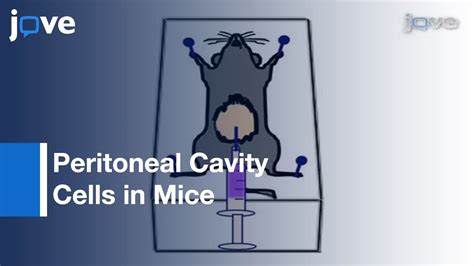 Peritoneal Cavity In Mice