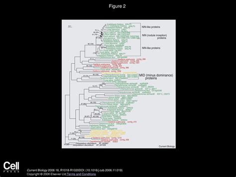 males evolved from the dominant isogametic mating type ppt download