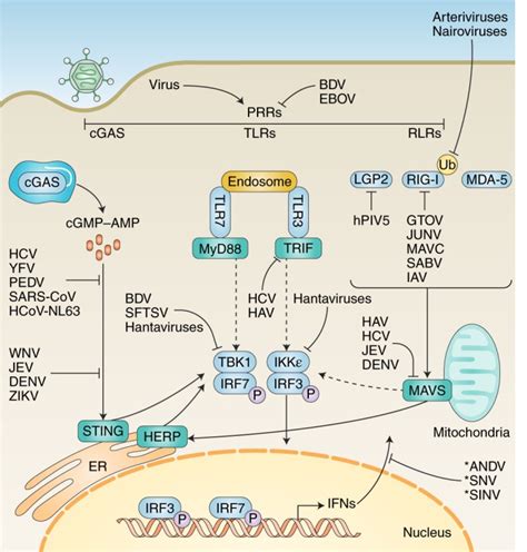 Decoding Type I And Iii Interferon Signalling During Viral Infection