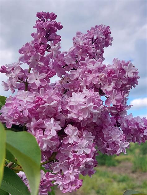 Сирень жемчужина (65 фото)