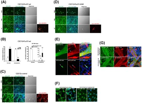 The Subcellular Localization Of Foxo1 In C2c12 Foxo1 Wt A Control Download Scientific