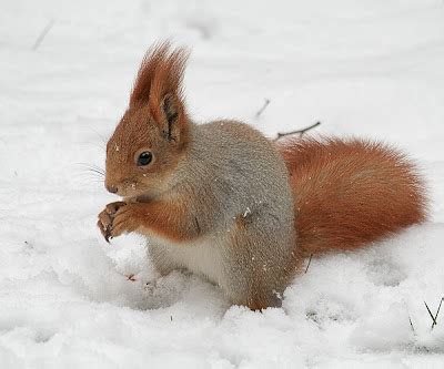 Все про тварин: Білка звичайна або векша (Sciurus vulgaris)