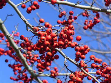 Green Hawthorn Crataegus Viridis Walnut Lane Gardens