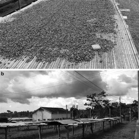 3 A Tray Fermentation B Box Fermentation Of Cocoa Beans Pictures Download Scientific