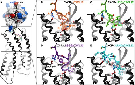 Predicted Binding Modes Of Cxcl12 And Its Antagonist Variants To Cxcr4