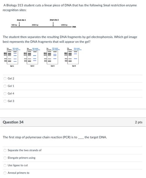 Solved A Biology 313 Babe Cuts A Linear Piece Of DNA That Chegg Com