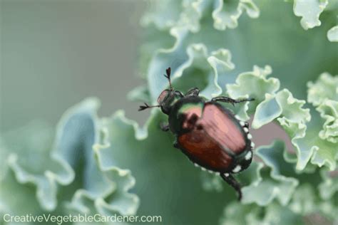 Creative Vegetable Gardener Plant Raspberry Canes For A Fruitful Summer Harvest Creative