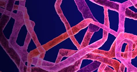 Macro Synthetic Biology Image