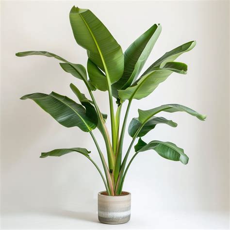 Big Leaf Plants For Indoor And Outdoor Top 17 Giant Varieties