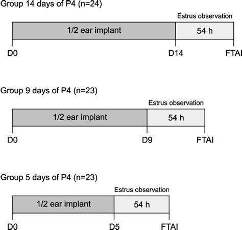 Schematic Representation Of The Fixed Time Artificial Insemination