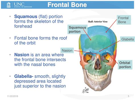 Osteology The Skull Ppt Download