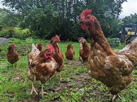 a flock of red sex link chickens on the grass stock image image of