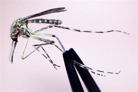 Biggest Mosquito In The World