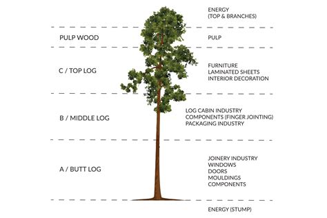 TREE SPECIES Wood From Finland
