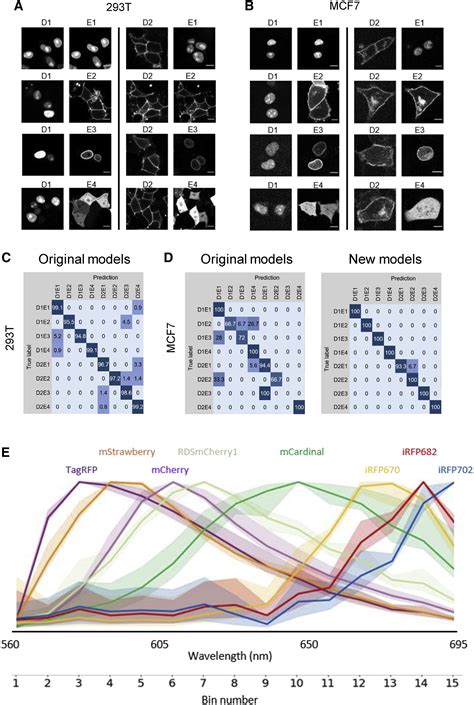 Deciphering Cell Signaling Networks With Massively Multiplexed Biosensor Barcoding Cell